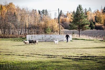 Paws Up: Paimenkoirat paimentaa