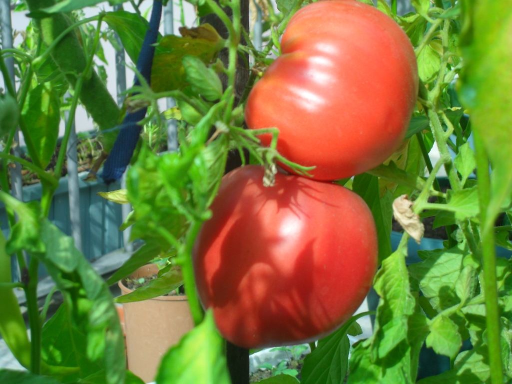 PDA: Pembe Domates Ağı Ortak Web-Günlüğü