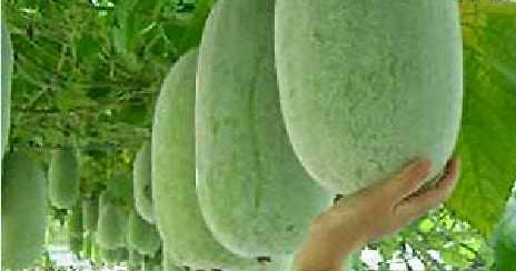 Kusina Diary: Sweetened Wintermelon or Kundol