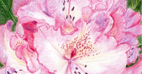 Sketching in Nature: RHODODENDRONS