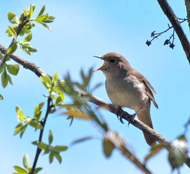 BlogCho: เจ้าจงฟังดนตรีเถิดชื่นใจ - The Nightingale