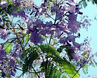 sobre la planta llamada gualanday | ALPRONATURA