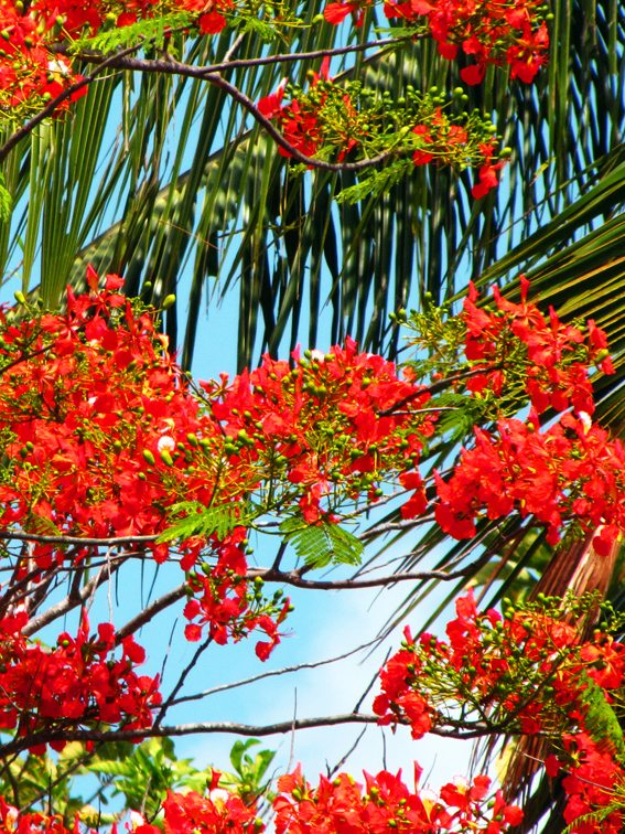 Blog de cheiros: Acácia rubra