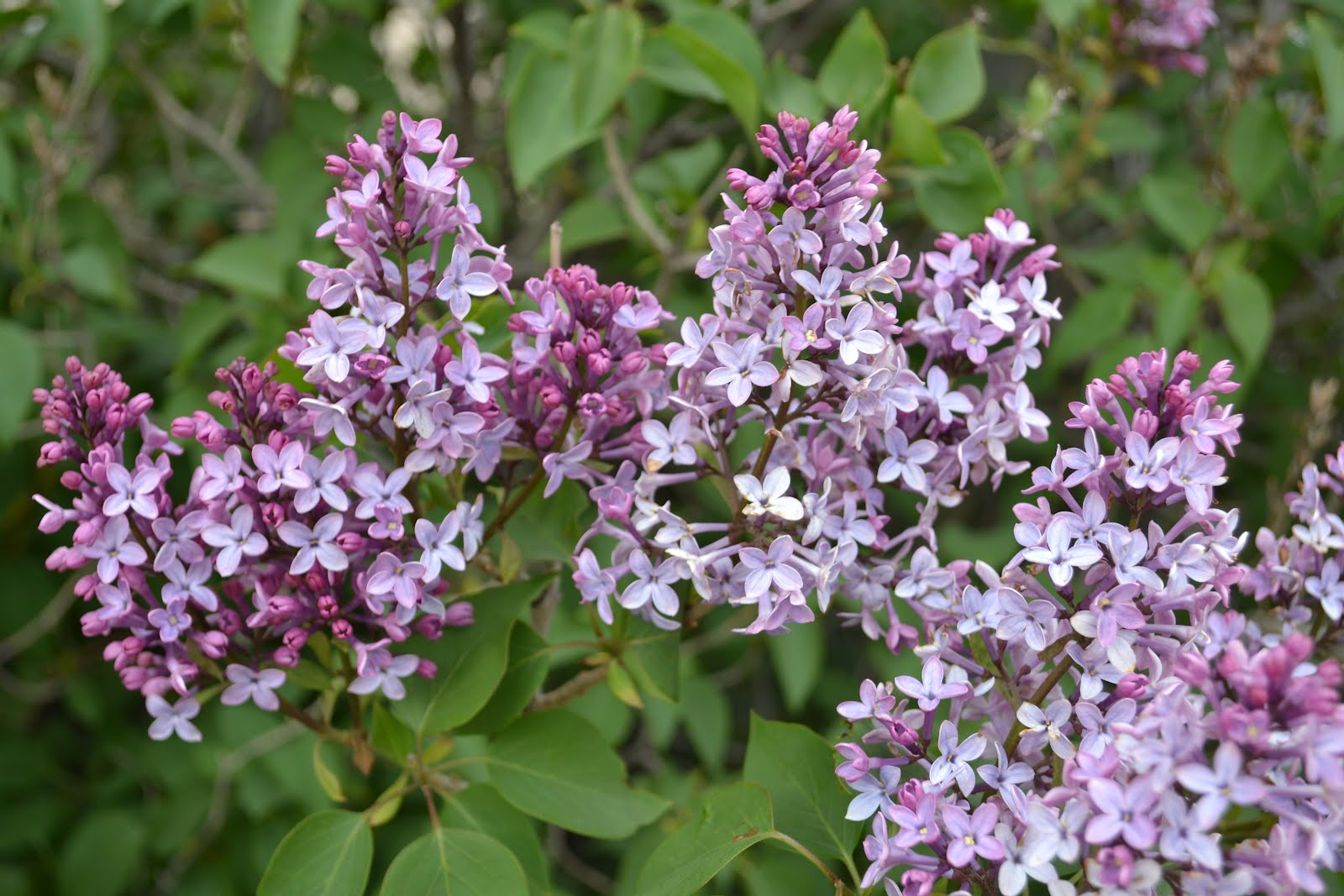 Life On The Wild Horse Prairie: I LOVE LILACS!!