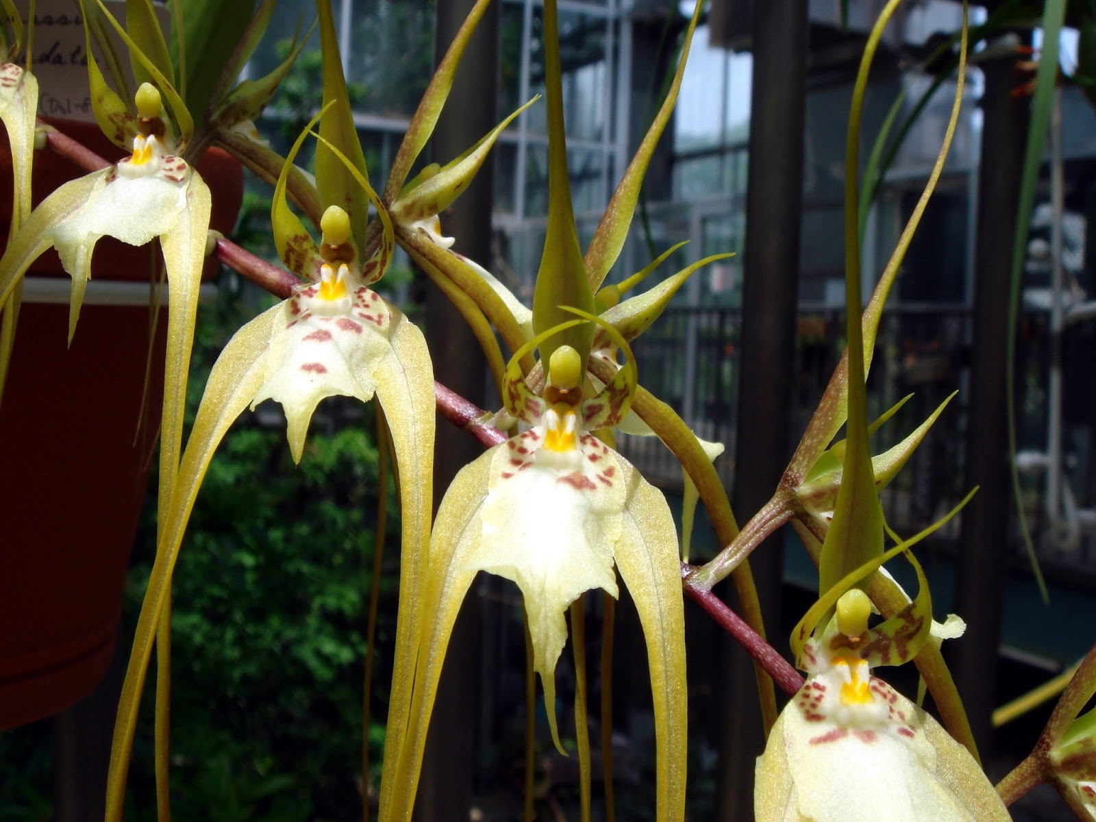 Grow and care Brassia caudata orchid - The Tailed Brassia | Travaldo's blog