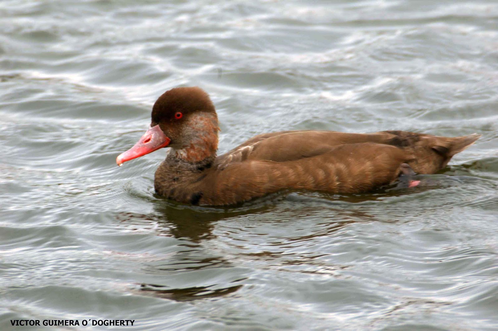 Mis imágenes de aves: FOTOS DEL PATO COLORADO