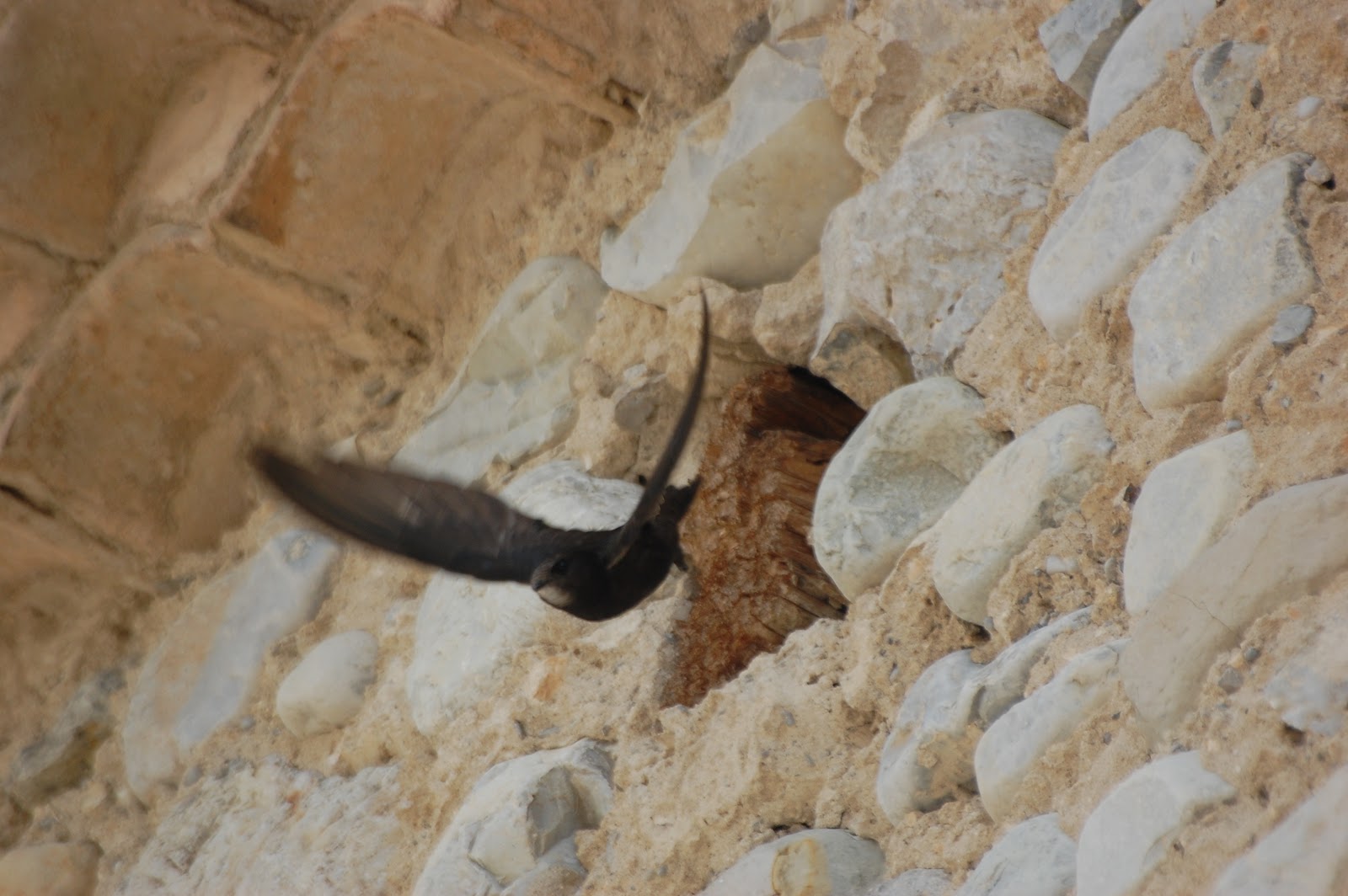 les animaux de marc giraud: Le retour des martinets