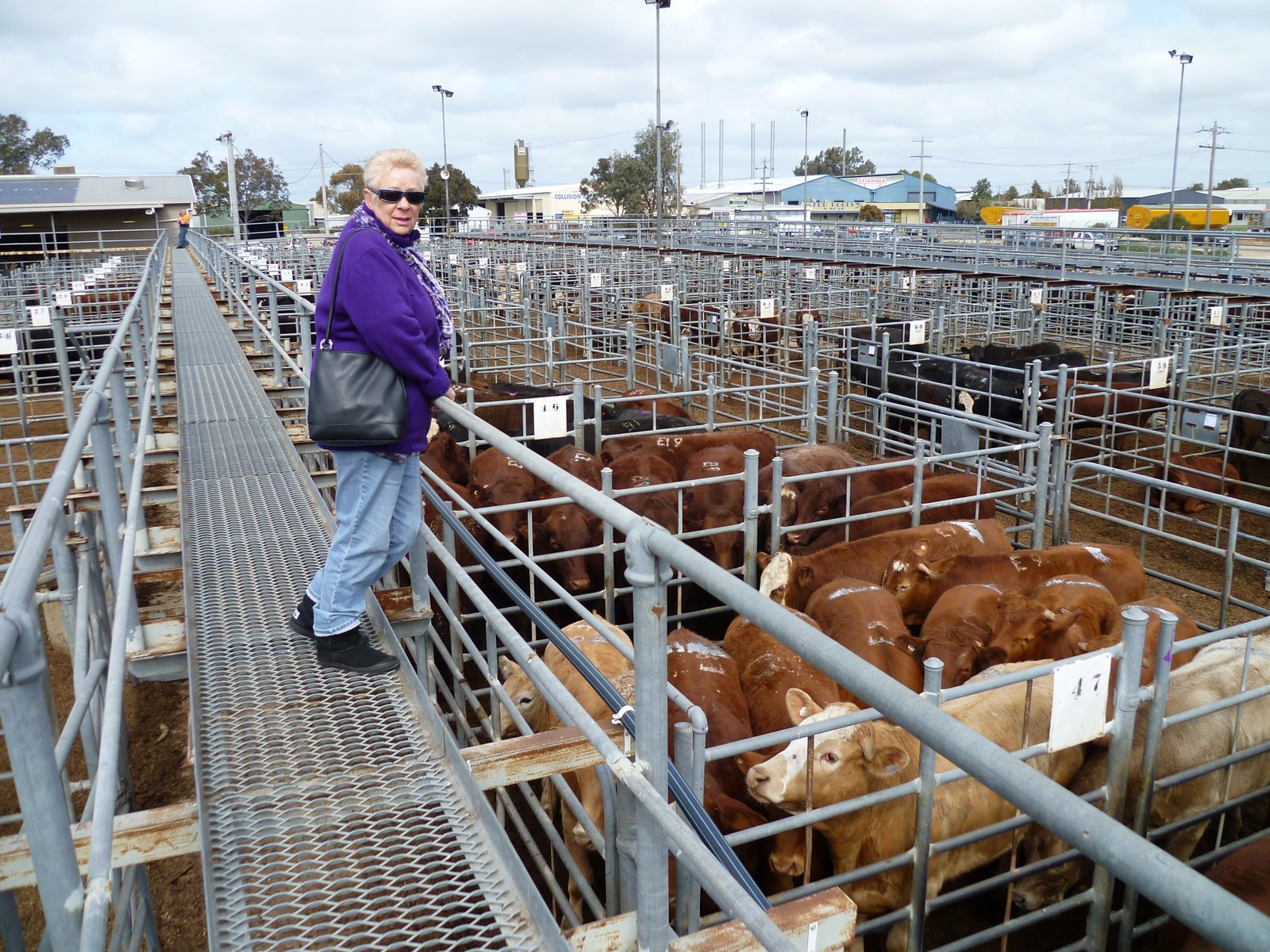 Witchwae on the Move: Swan Hill Cattle Saleyards