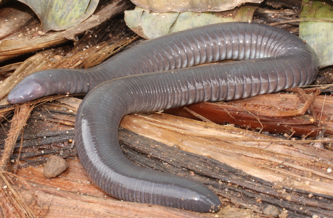 La Tepelcúa | Curiosidad de El Salvador - El Salvador Región Magica