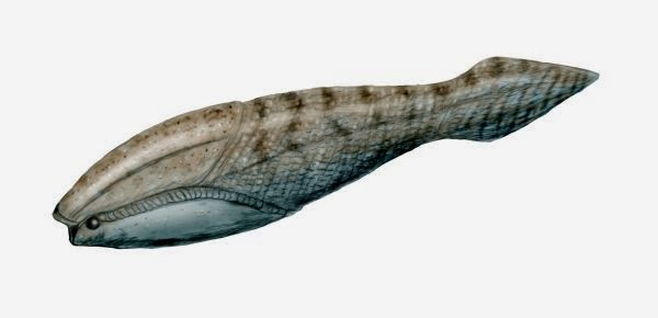 Paleoexhibit: Jawless armored fish from the Ordovician: the Arandaspids
