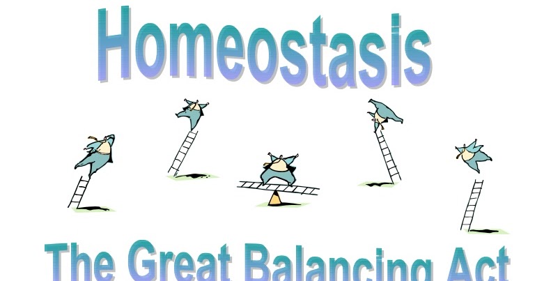 #127 Summary of Homeostasis and Co-ordination | Biology Notes for A level