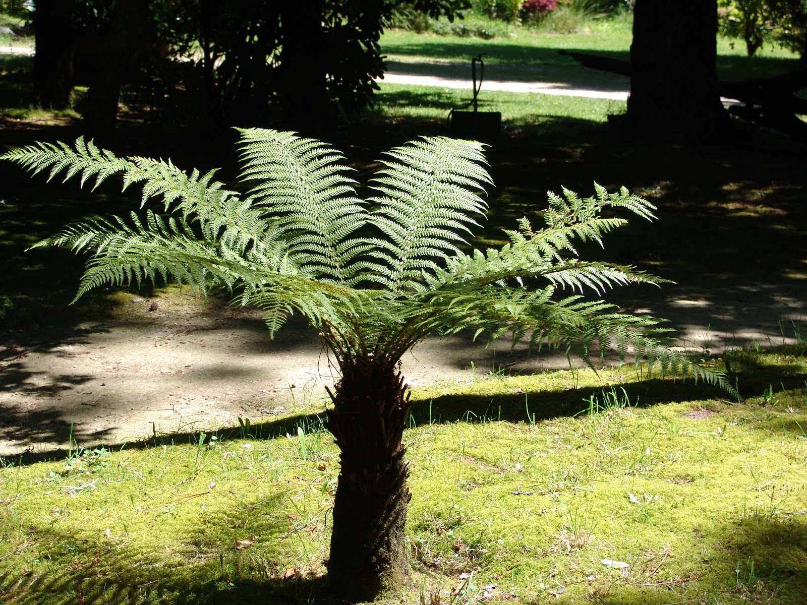 JARDIN DE HELECHOS: DICKSONIA FIBROSA