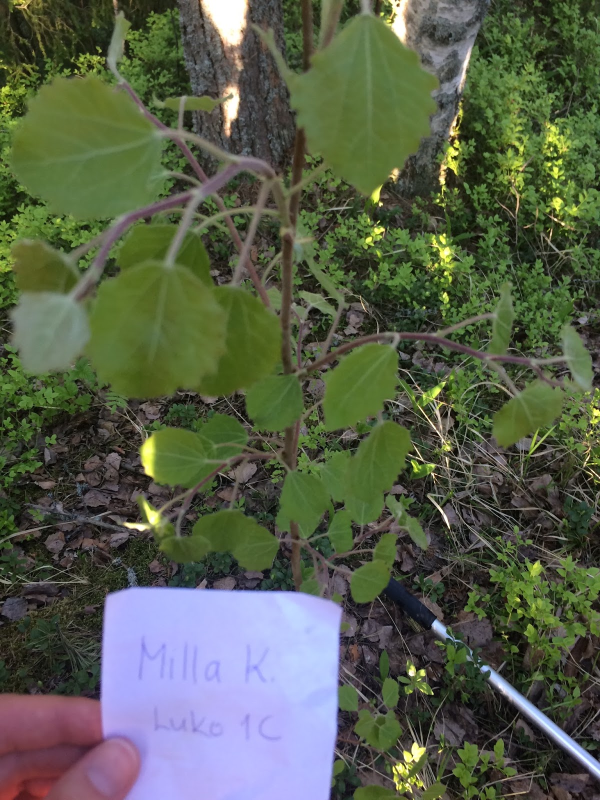 Millan kasvio : HAAPA