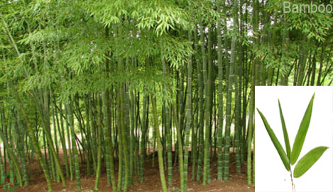 Tree & Plant Species Names & Images | Necessary Vocabulary - Necessary ...