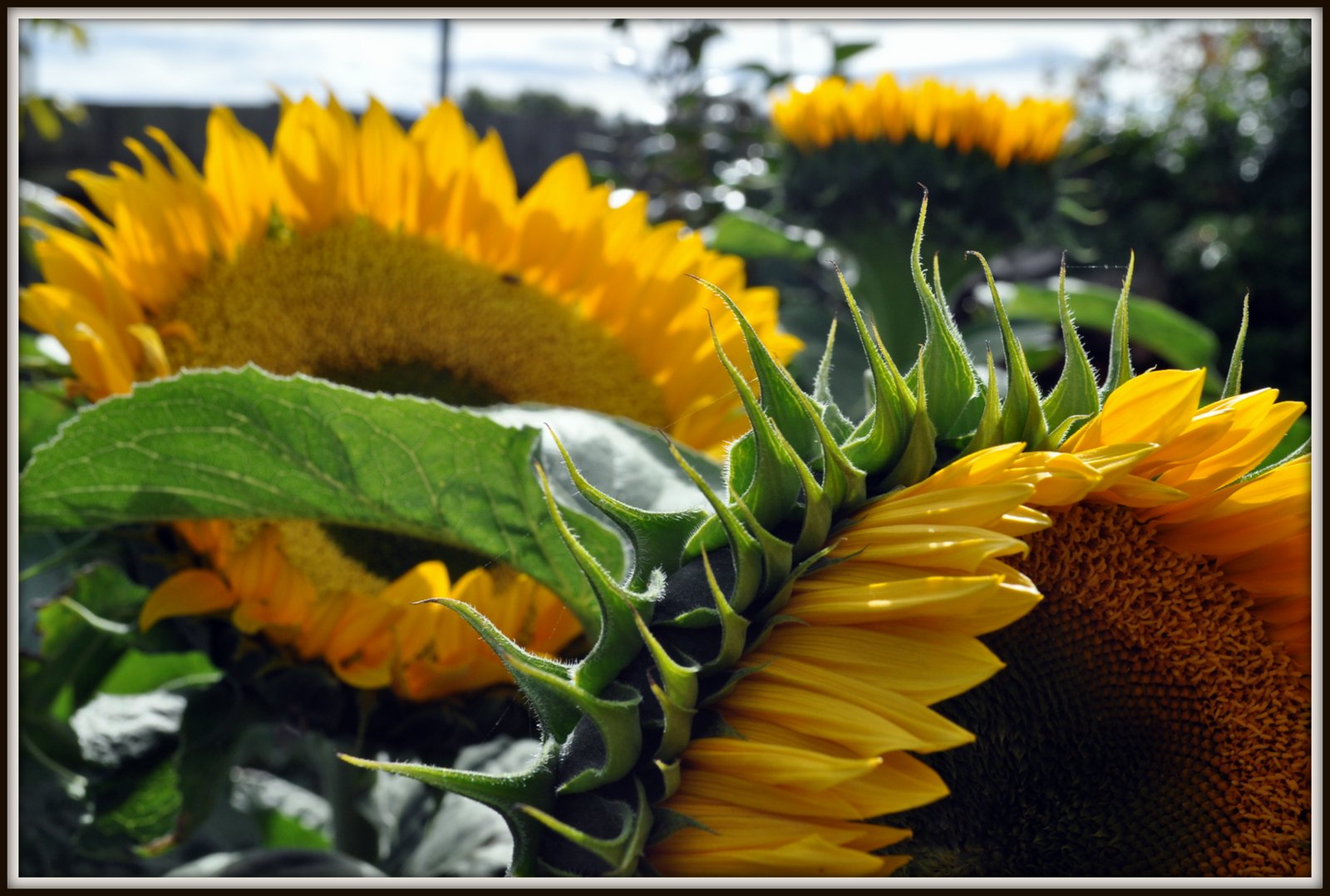 DUTCHCORNER: March 2012