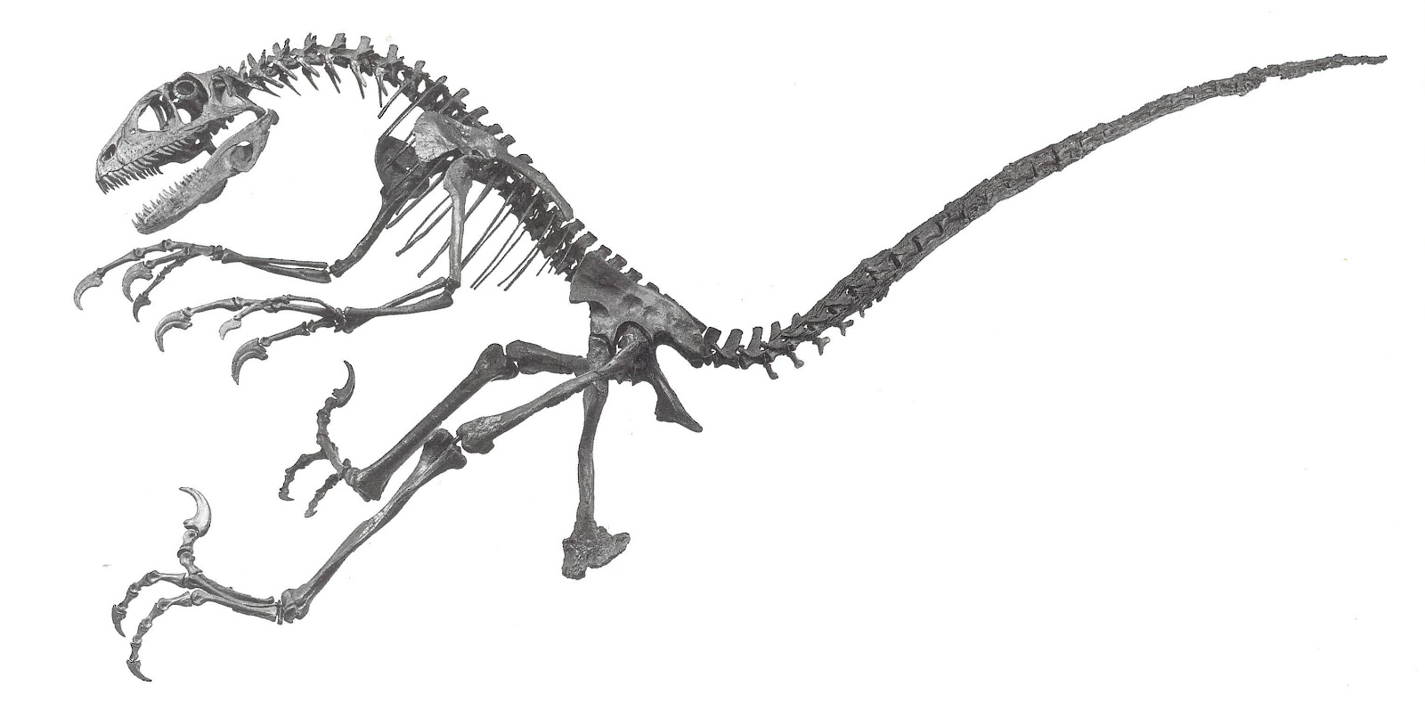 The Left-handed Cyclist: Raptors Revisited