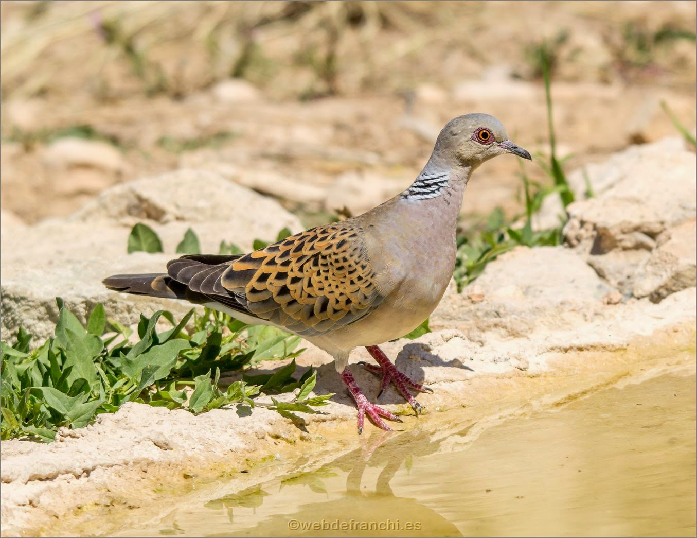 Vive, que no es poco.: Tórtola Turca y Tórtola Europea - nuestras aves