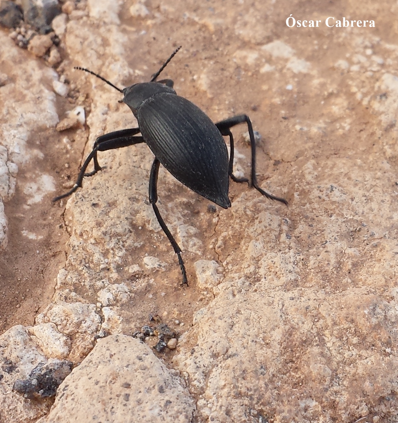 Blaps alternans - Cucarrón negro canario