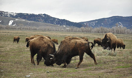 The Presurfer: Animals That Changed History