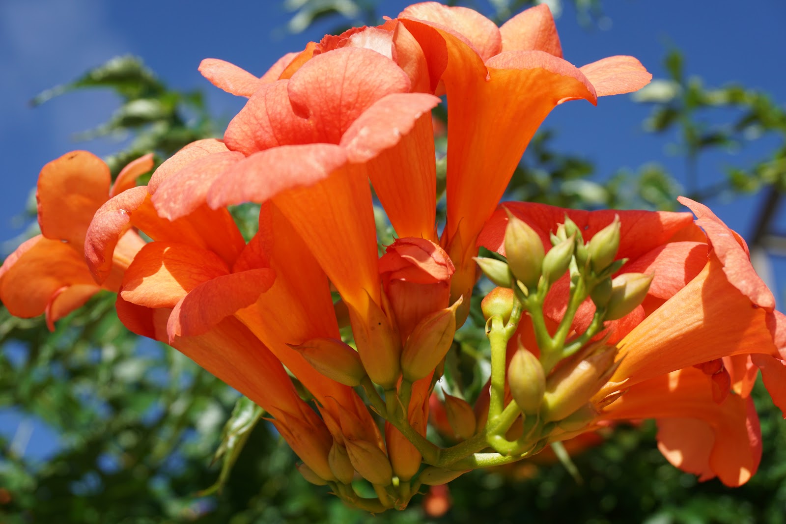 Plantas de Huerta Otea, Salamanca: Trompeta china (Campsis, o Bignonia ...