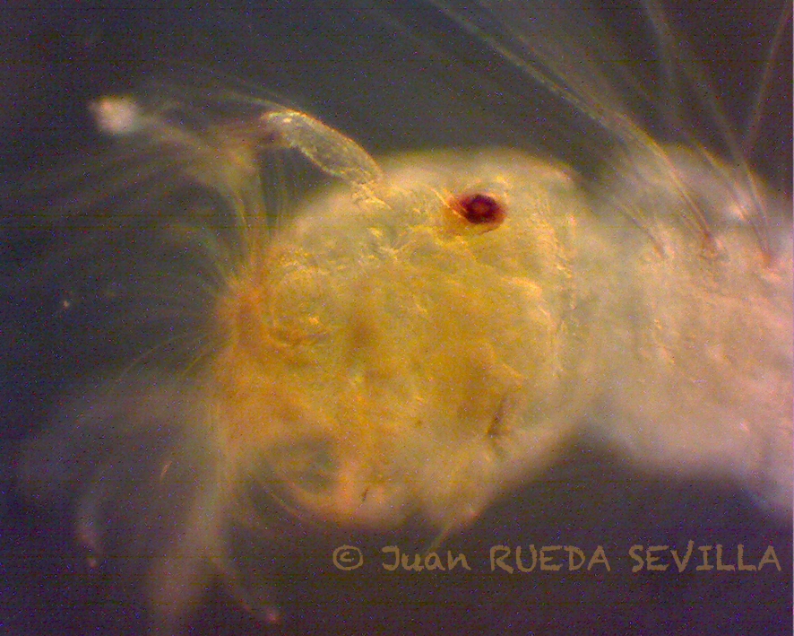 Macroinvertebrados acuáticos: Macroinvertebrados acuáticos de l ...