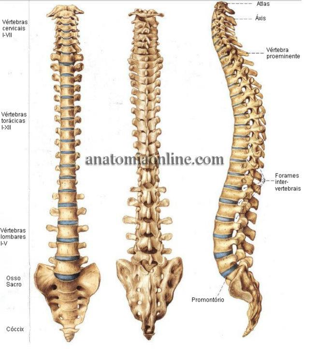 BIOFLAGRANTES*: OSTEOLOGIA HUMANA COMPLETA