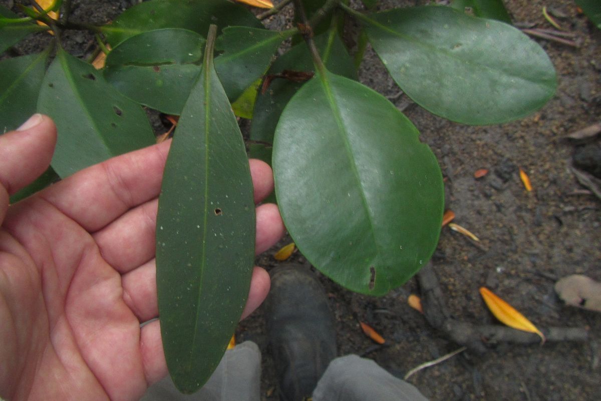Queensland Coast: Australia's Spurred Mangroves (Ceriops sp.)