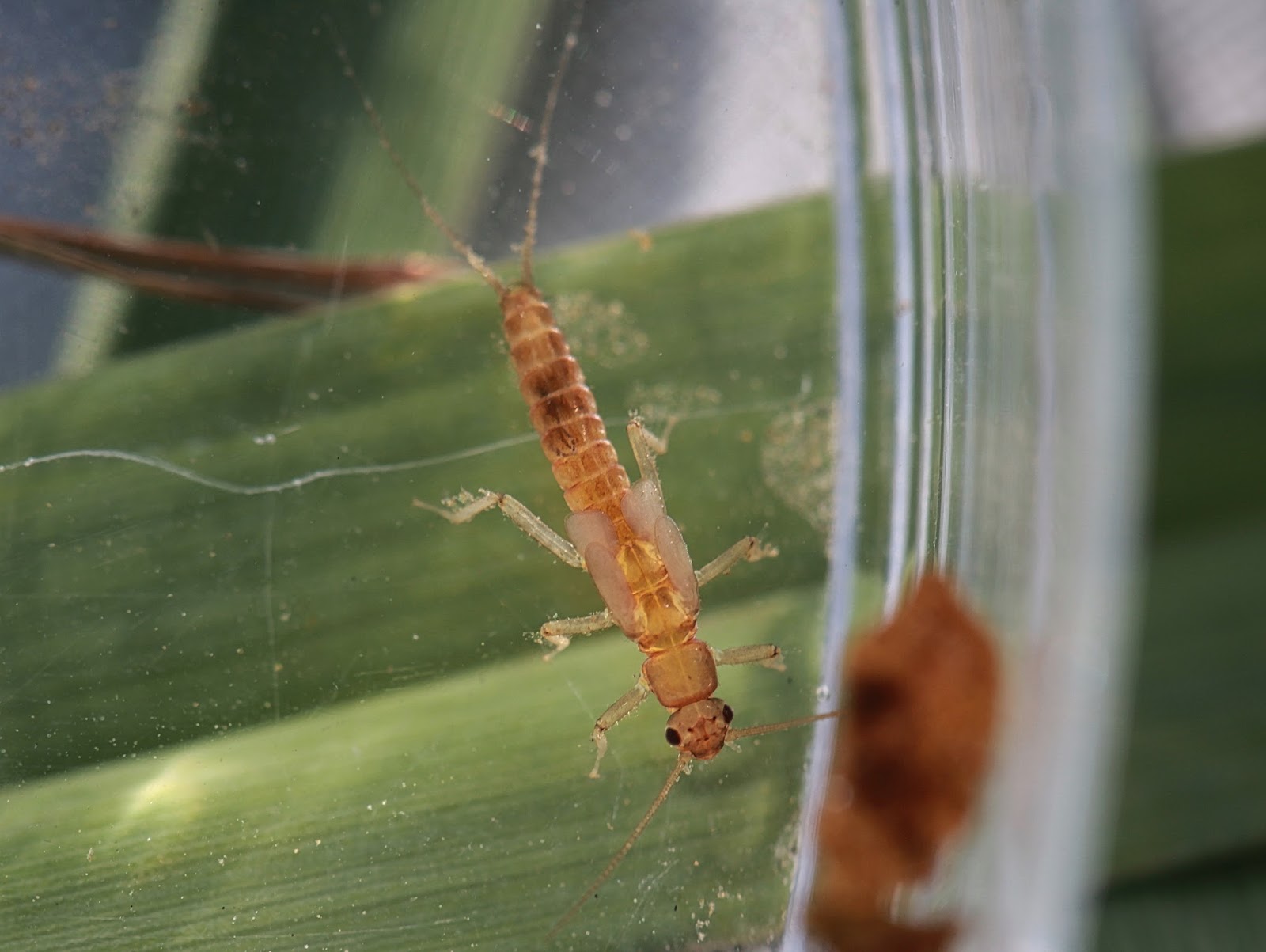 Aquatic Insects of Central Virginia: Some beautiful insects at the ...