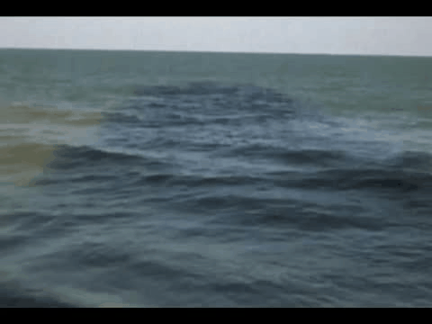 Majestic Plumage: High-Rise