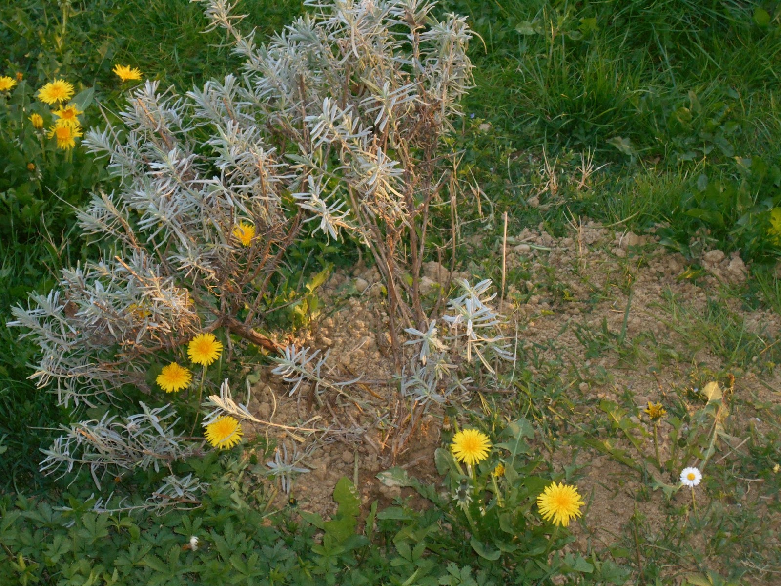 Bila mama Kukunka,bio tata Taranta: Proljetni radovi