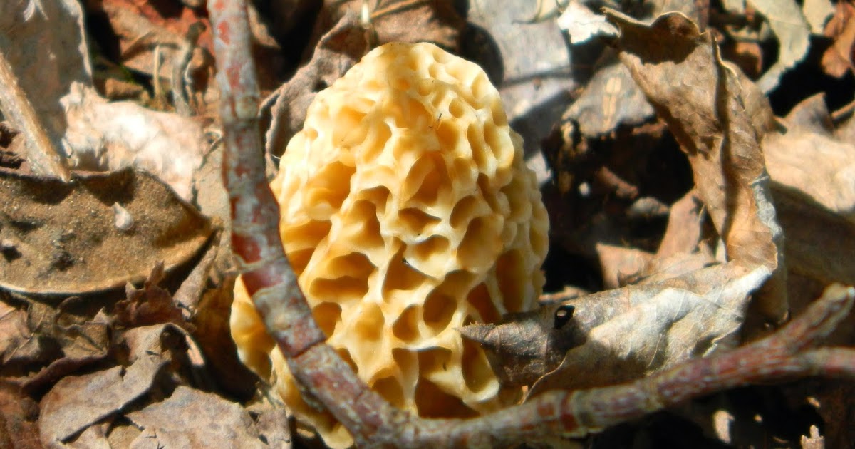 Lise's Log Cabin Life: Do You Know Molly Moocher?