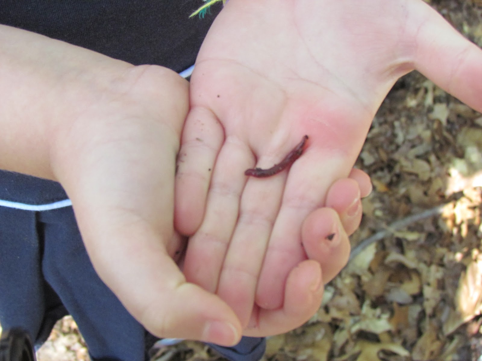 Owl Things First!: A Chickadee and a Worm Freebie!