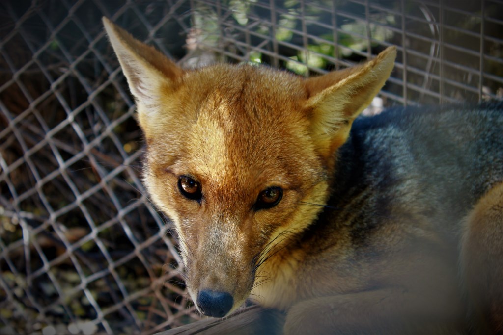 Así Surgen...: CODEFF celebra 25 años de su Centro de Rehabilitación de ...