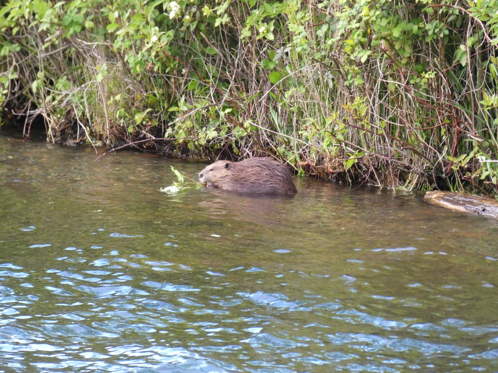 Geotripper: Just For the Fun of It: A Beaver on the Shores of Lake ...