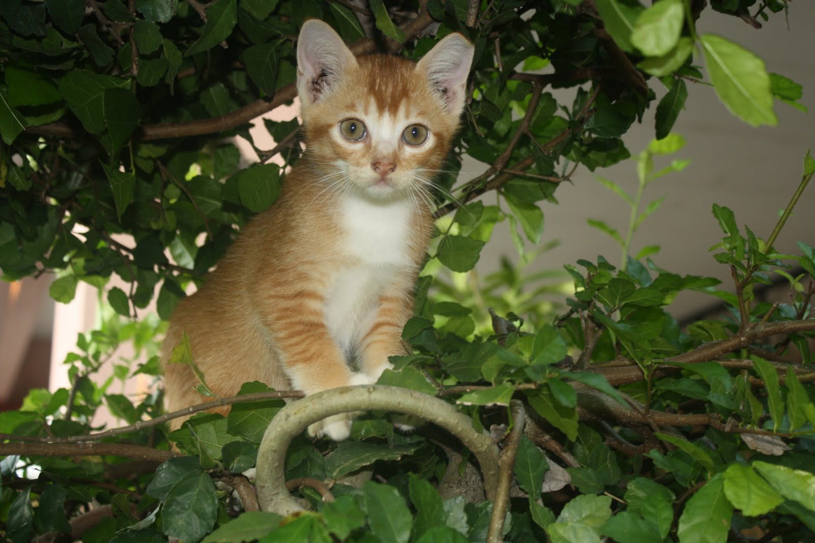 ★StArLiGht☆: KUCING PANJAT POKOK...pelik tapi benar!!