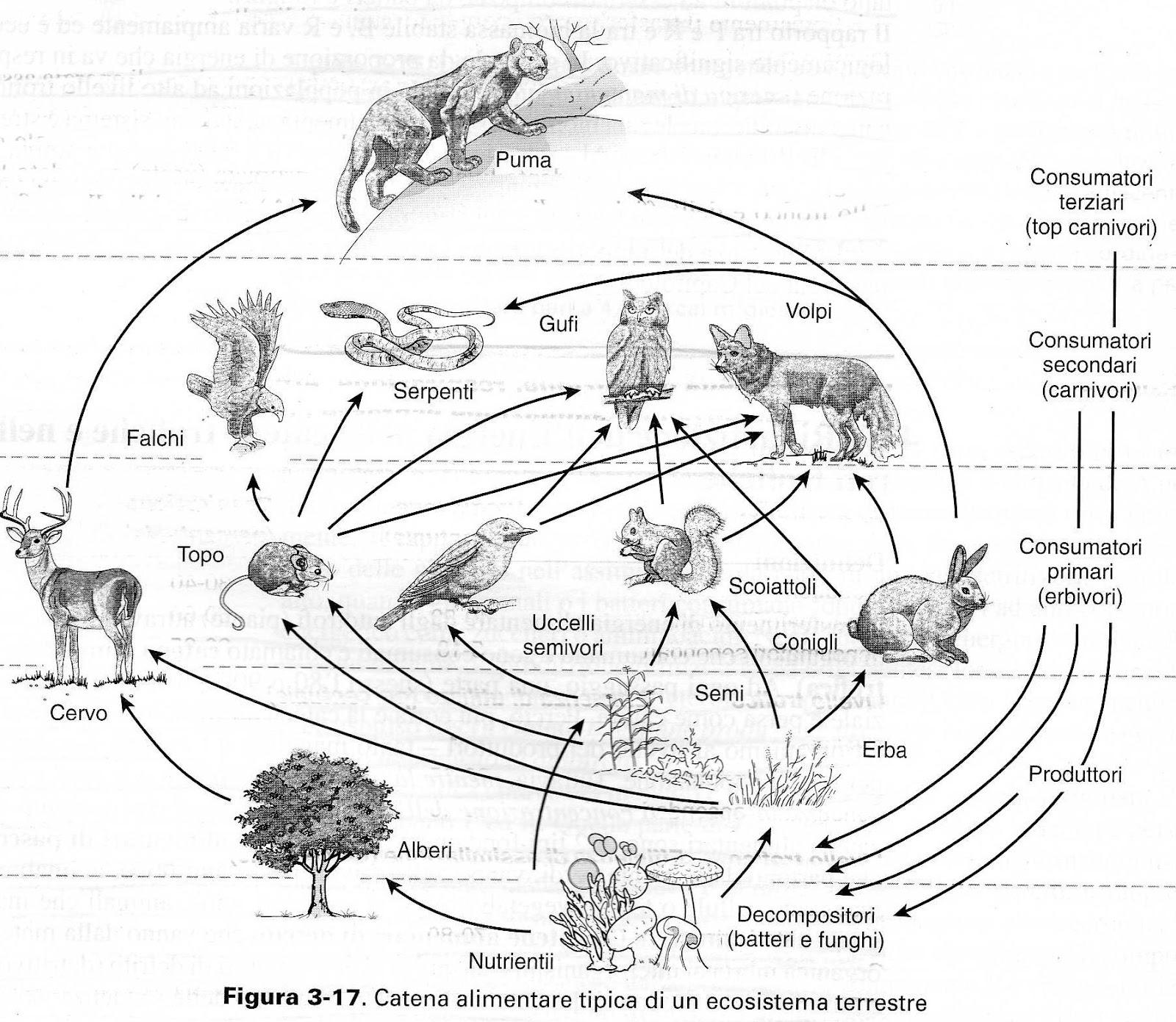 Catena Alimentare Semplice Delle Foreste Decidue