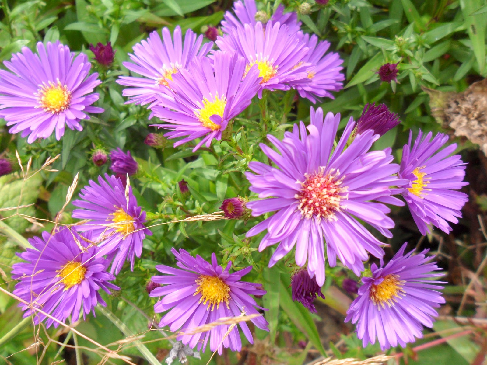 gillyflower: Flower Photos