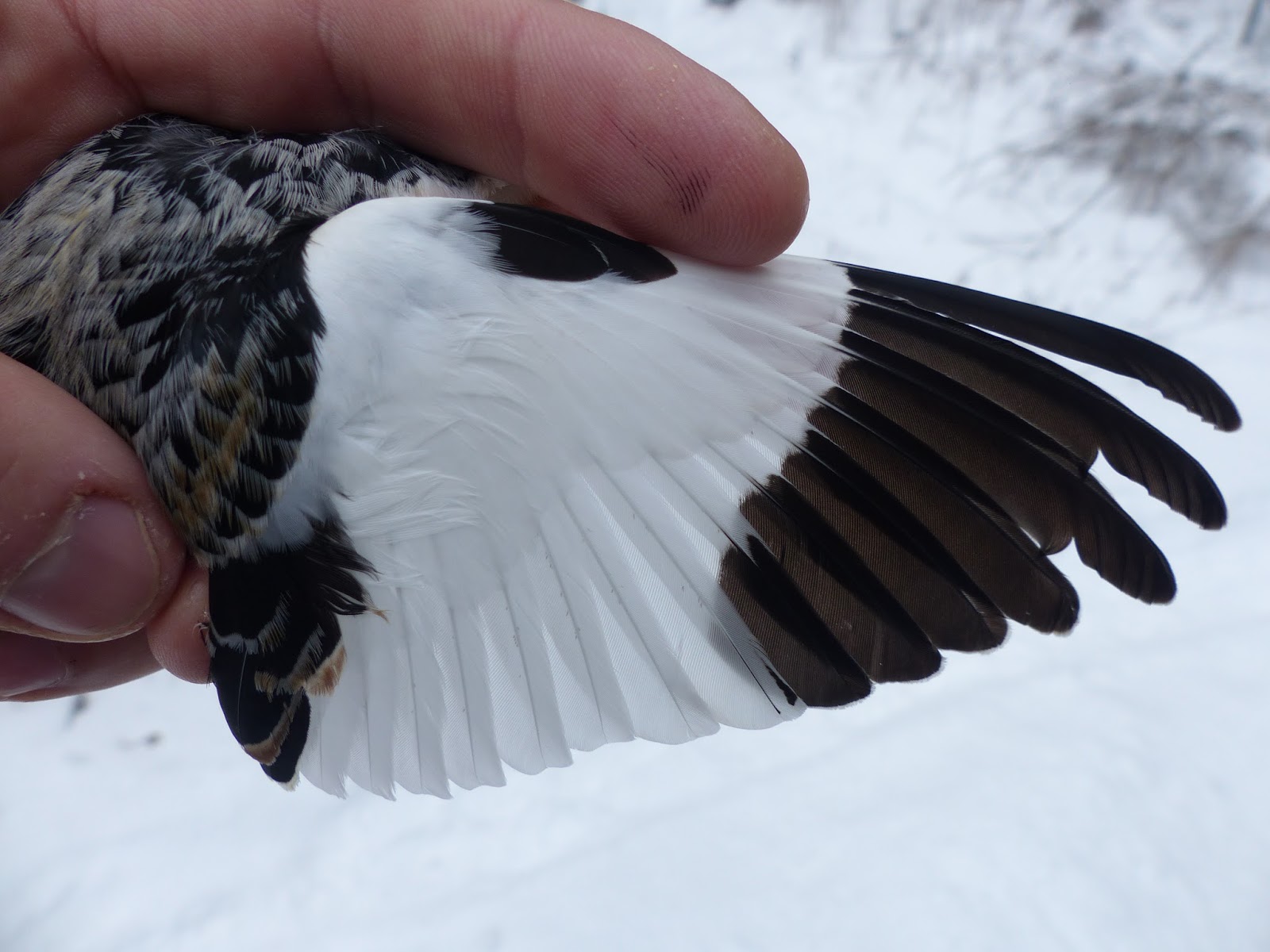 Ten Million Earthlings: Understanding Molt: A Bander's Perspective