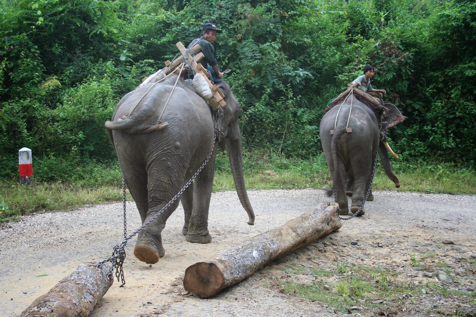 1000 Amazing Places: #683 Working Elephant/Elephant Worker's Camp ...