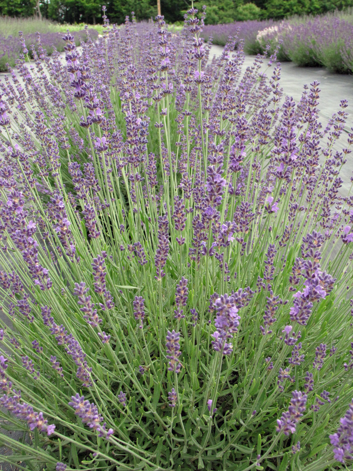 Lockwood Lavender Farm: The Lavender is in full bloom...perfect day to ...
