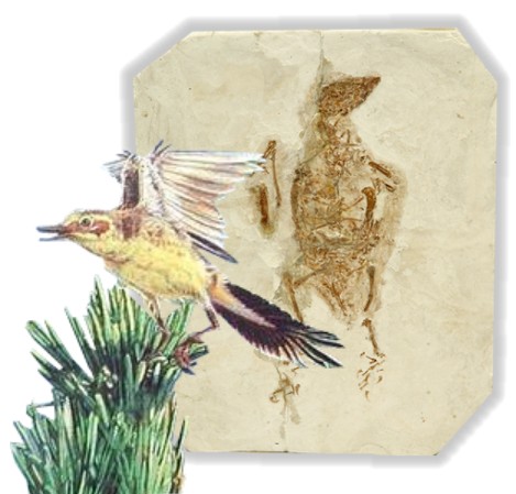 Fossil Adventure: Aparecieron las aves..... y vienen volando.