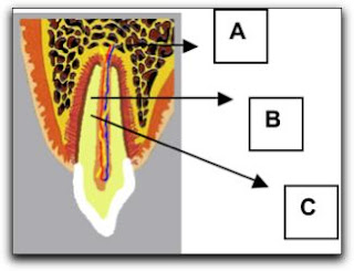 Embriología Bucodental: Periodoncio de Inserción y Protección