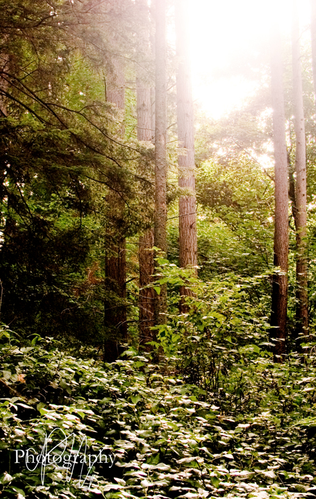 Philip Westfall Photography: In a Land of Trees and Water