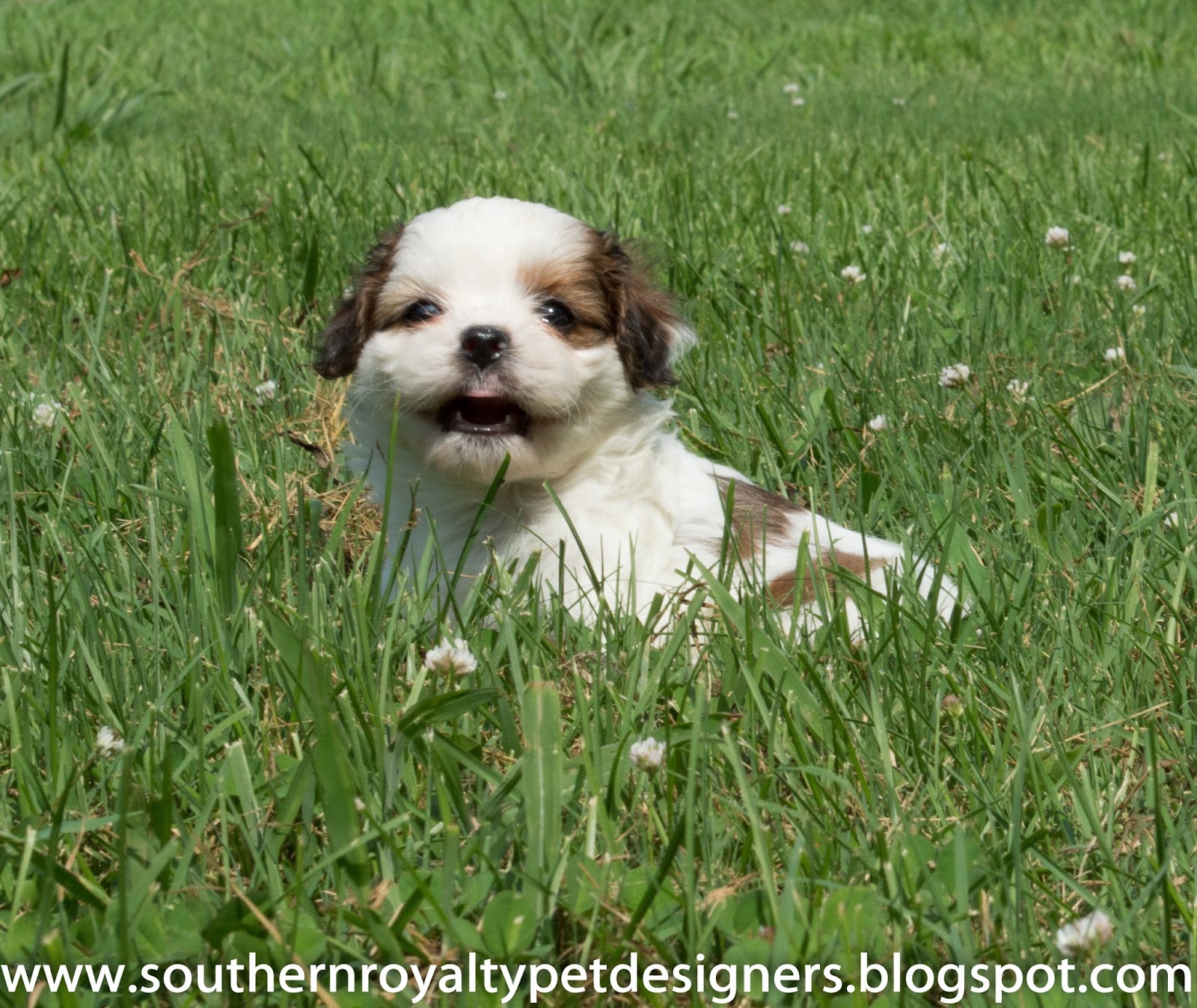 Southern Royalty Pet Designers: Cavaton Puppies 5/14/2016