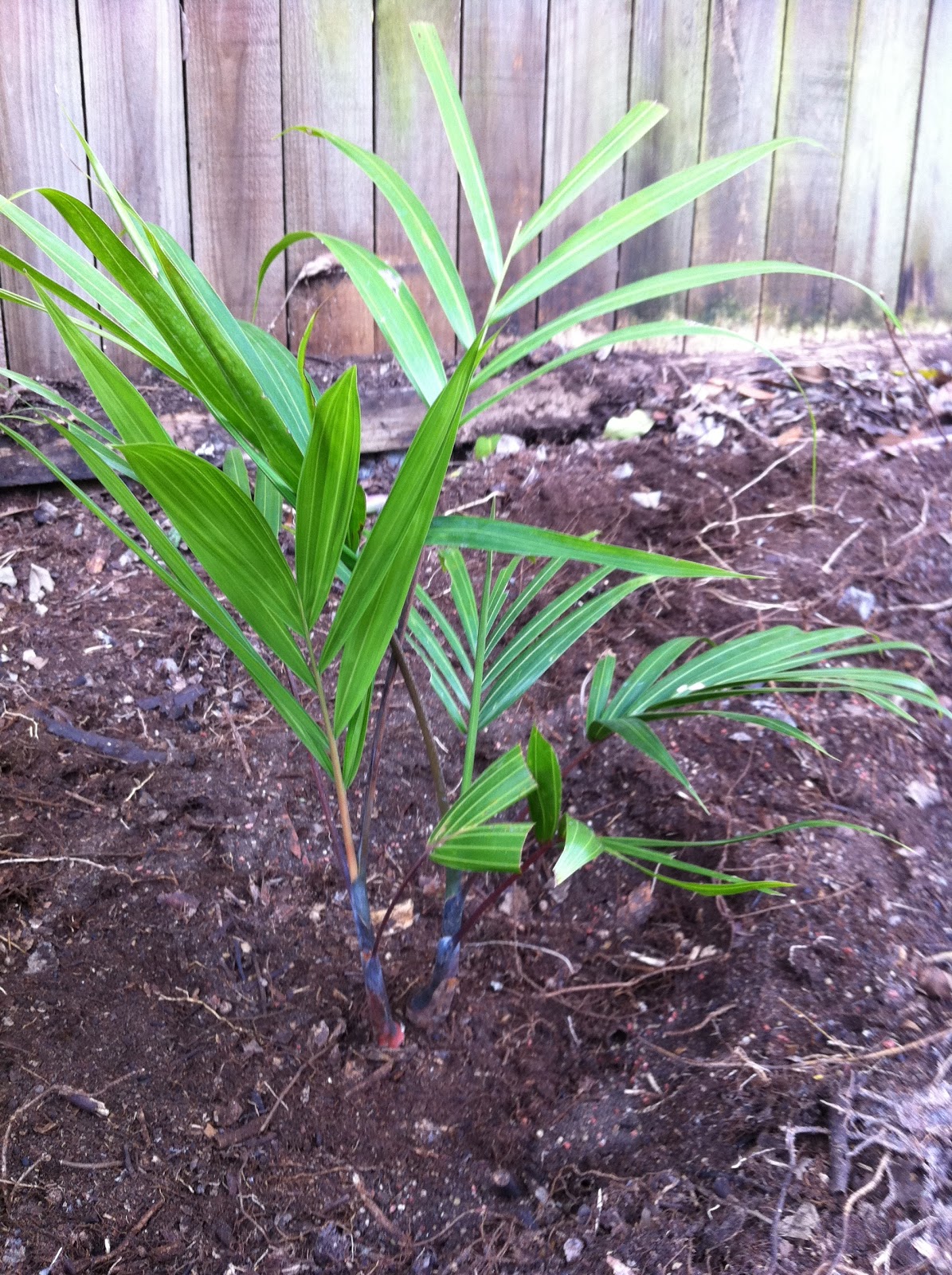 Brisbane Backyard in the 'burbs: The Blue Cane Palm project (Dypsis ...