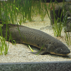 Real Monstrosities: Lungfish