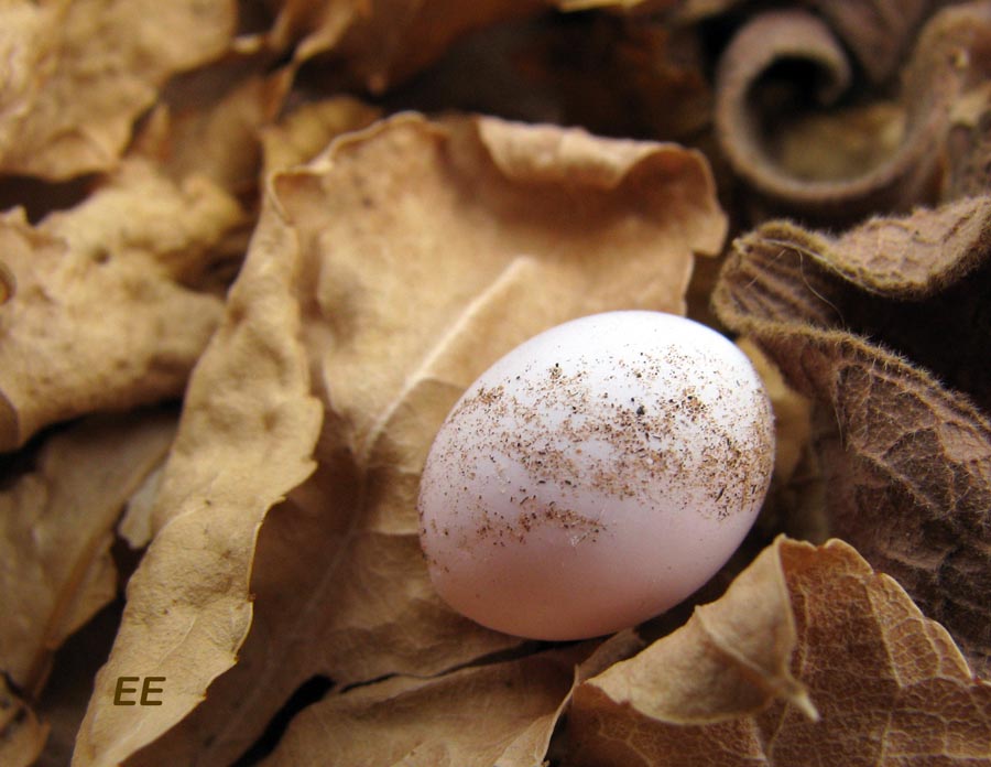 Mallorca es así también: 22/07/12 - 29/07/12