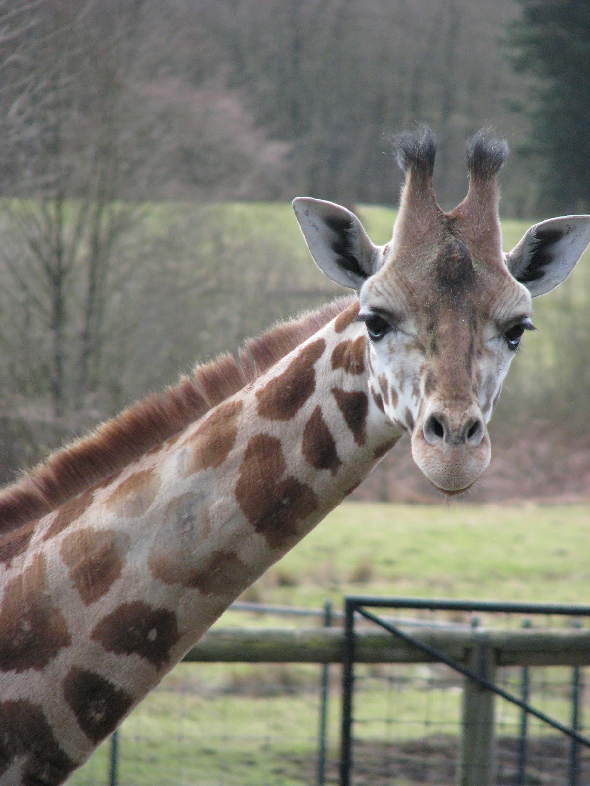 Marine Life: Girrafs