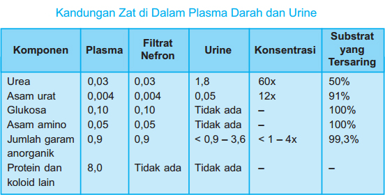 Proses Pembentukan Urine