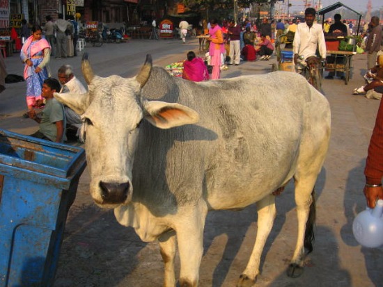 BLOGGING 4 U: SACRED COWS IN INDIA